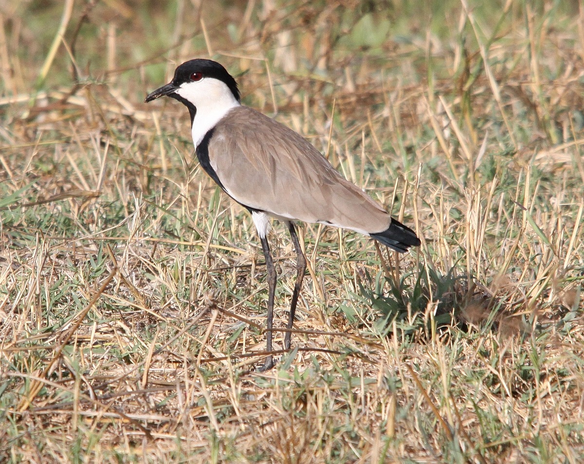 Spur-Winged Lapwing | Natural Atlas