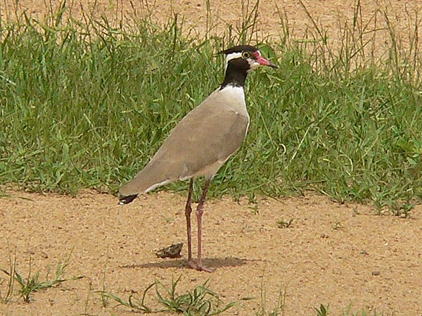 Black-Headed Lapwing | Natural Atlas