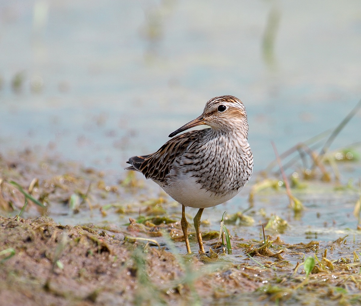 Pectoral Sandpiper | Natural Atlas