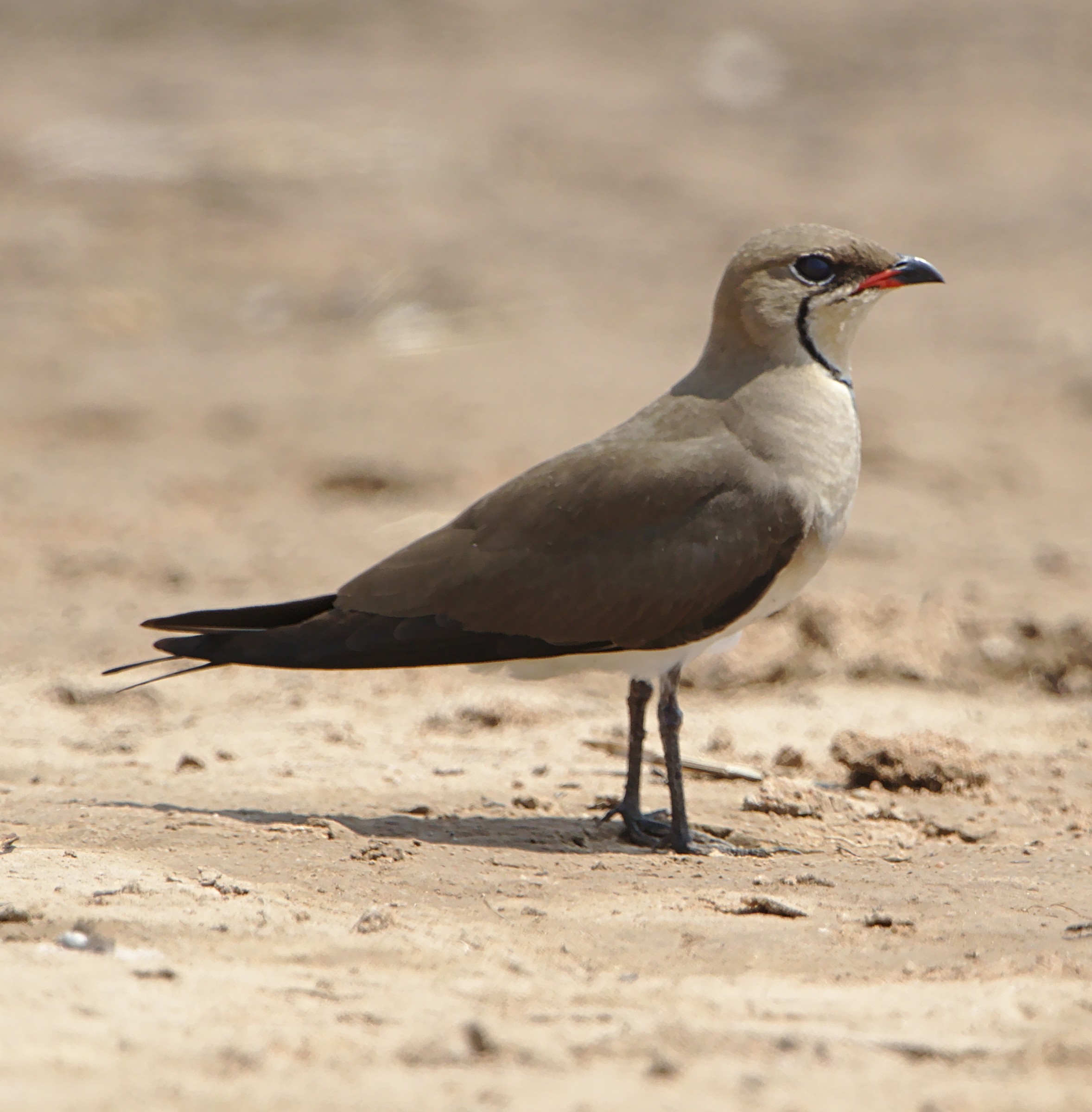 Black-Winged Pratincole | Natural Atlas