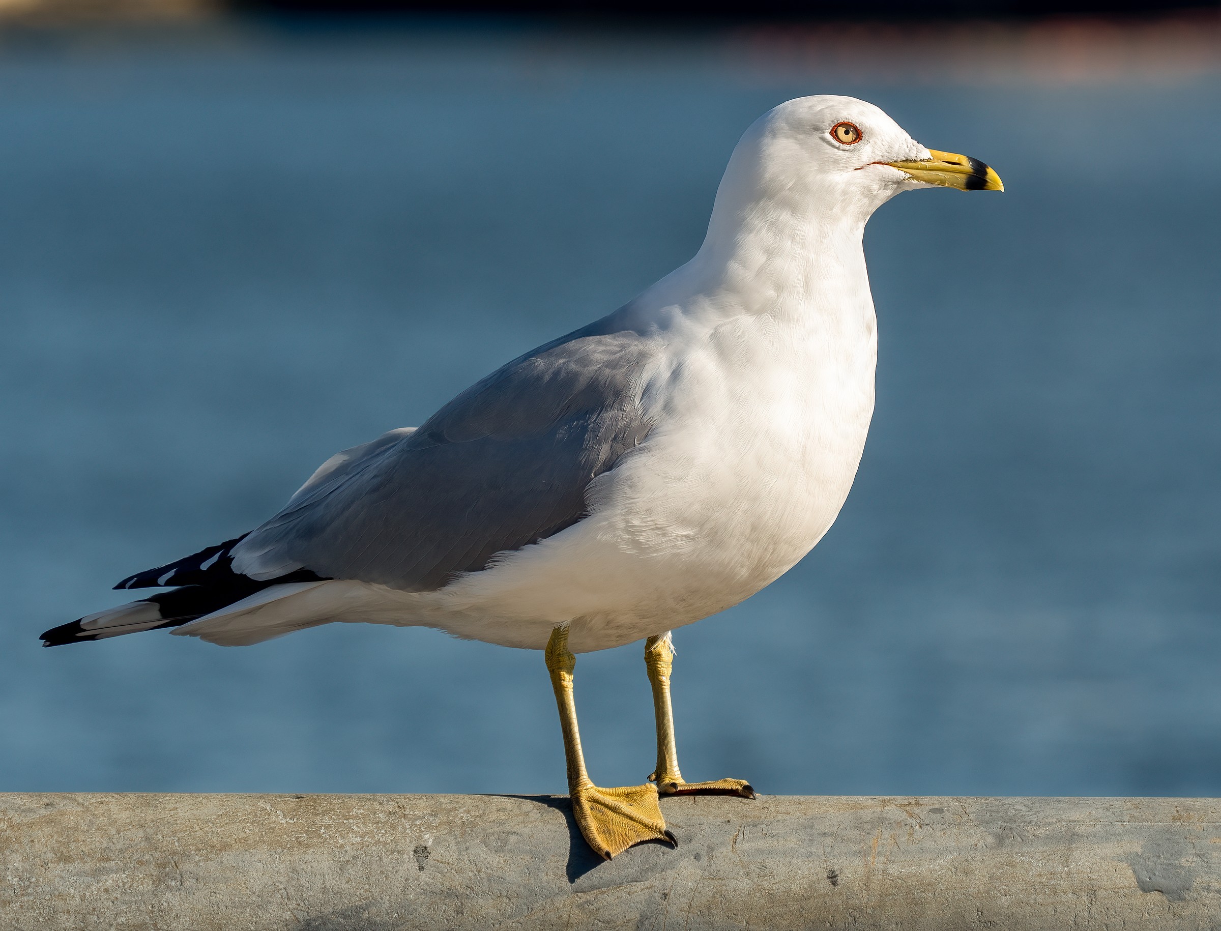 Ring-Billed Gull | Natural Atlas