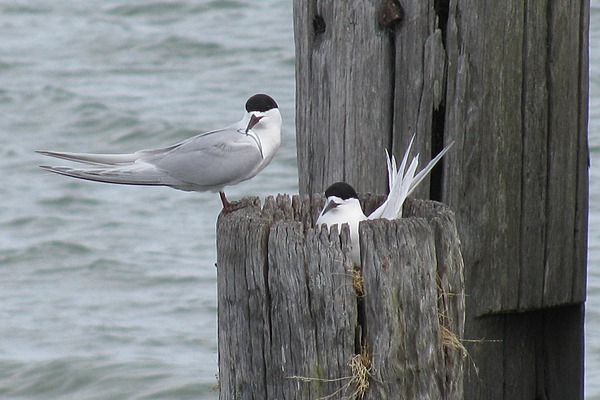 White-Fronted Tern | Natural Atlas