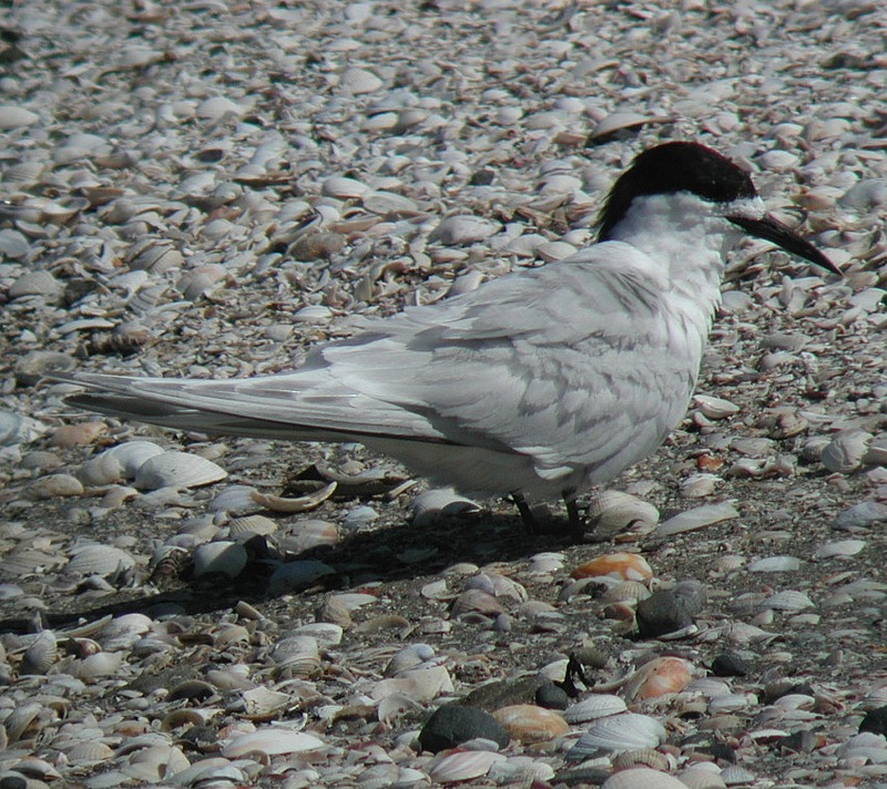 White-Fronted Tern | Natural Atlas