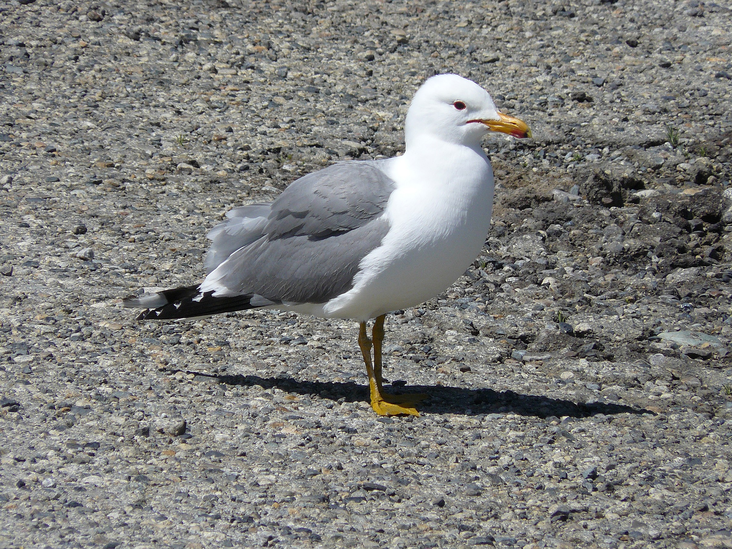 California Gull | Natural Atlas