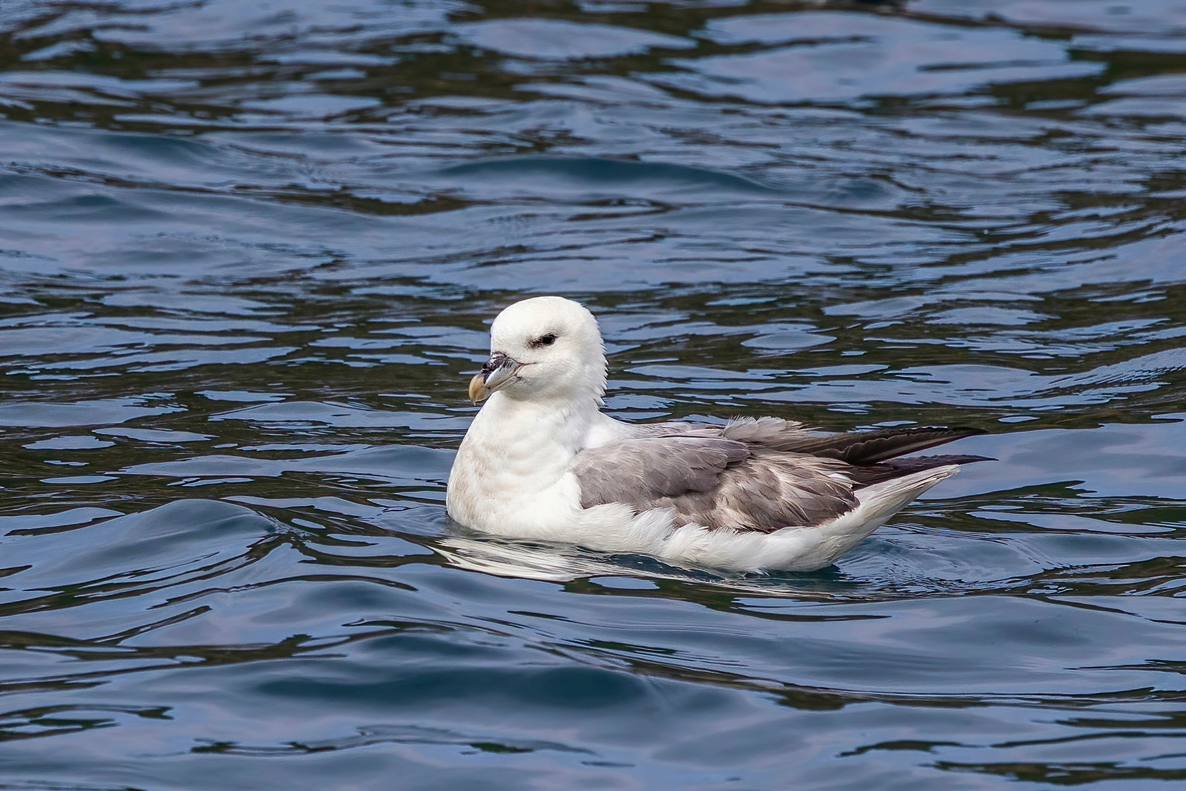 Procellariiformes | Natural Atlas