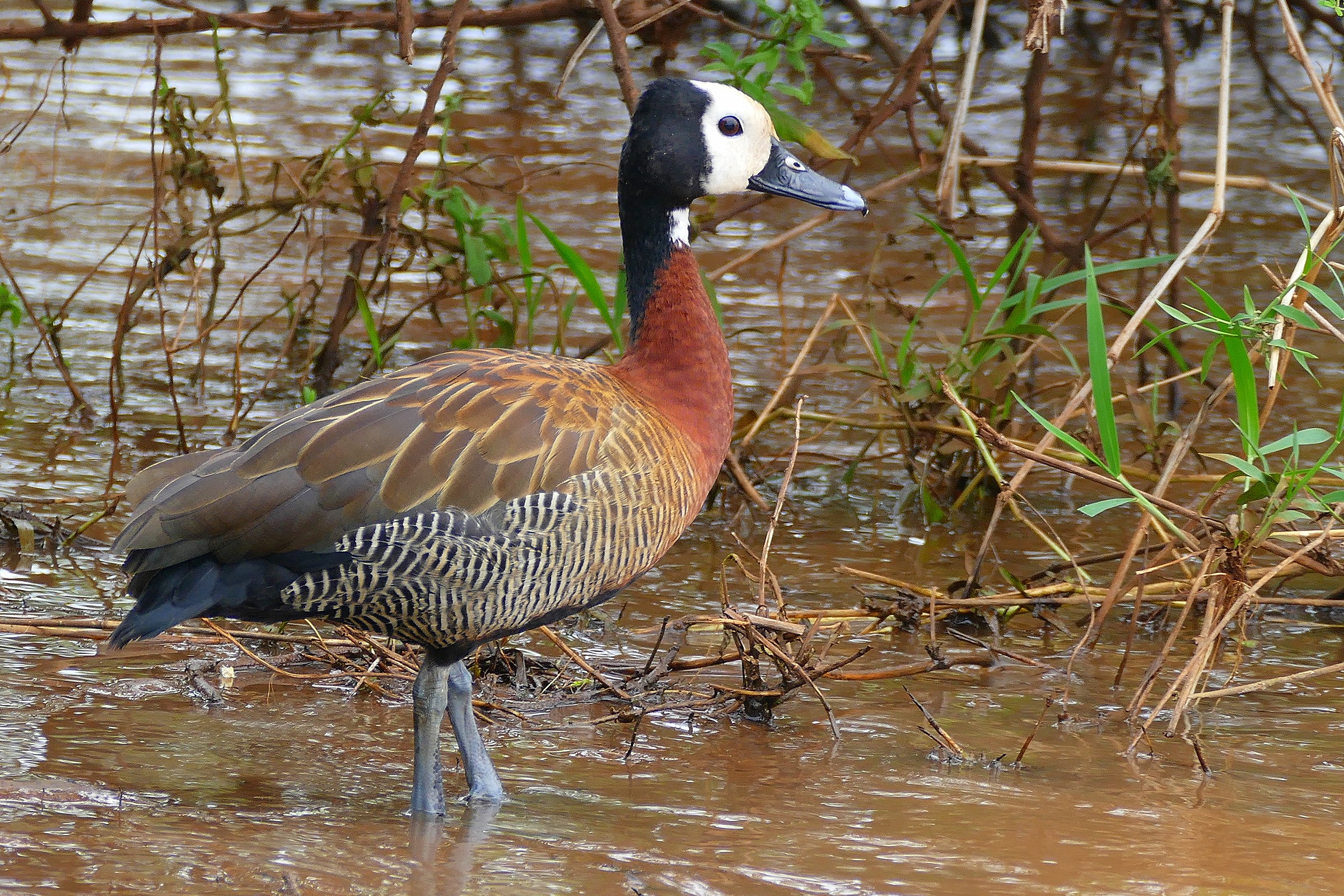 White-Faced Whistling Duck | Natural Atlas