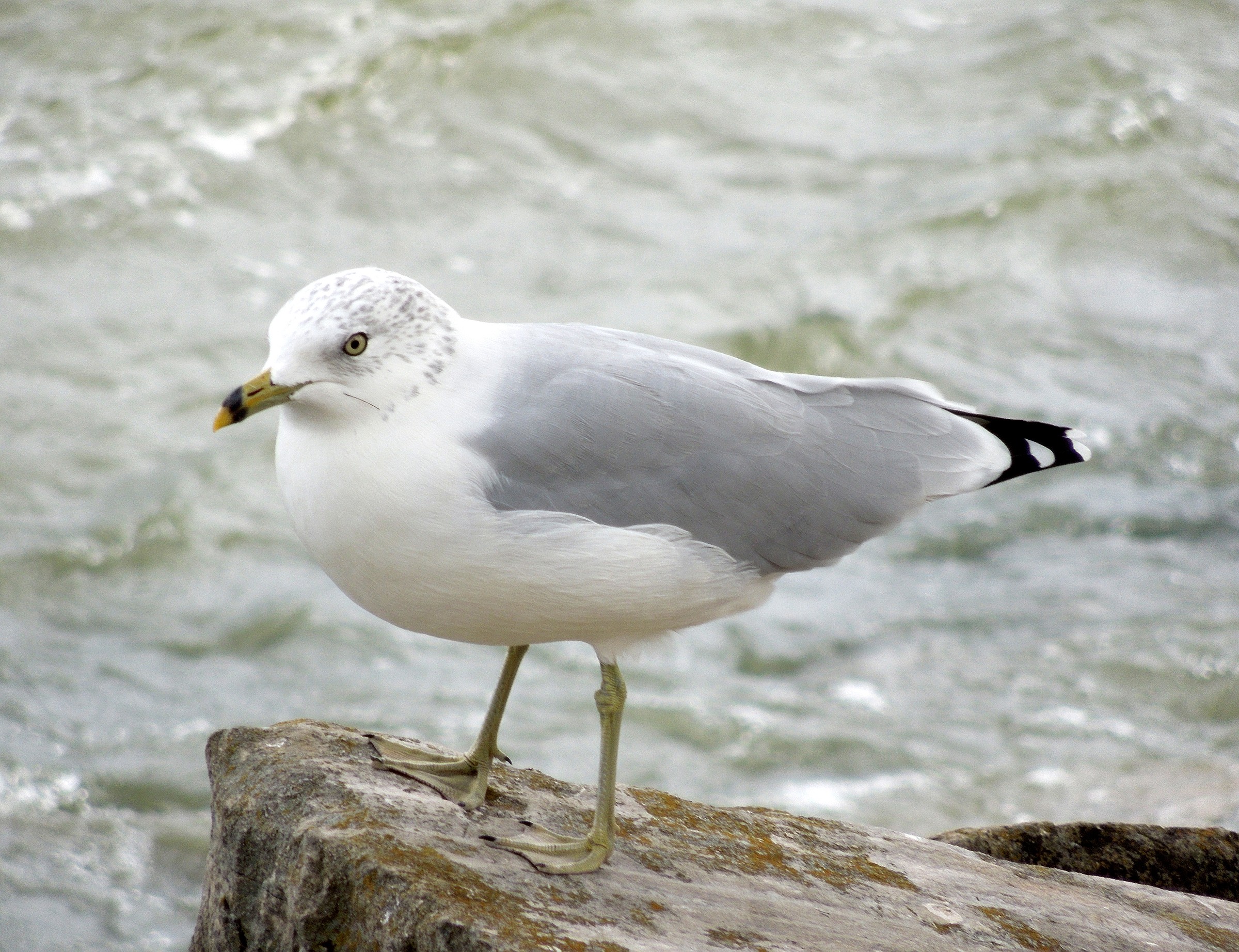 Ring-Billed Gull | Natural Atlas