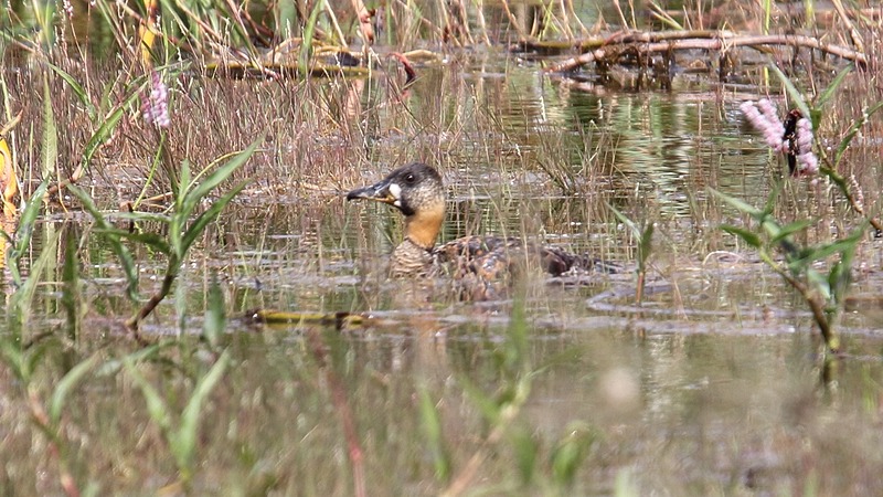 White-Backed Duck | Natural Atlas