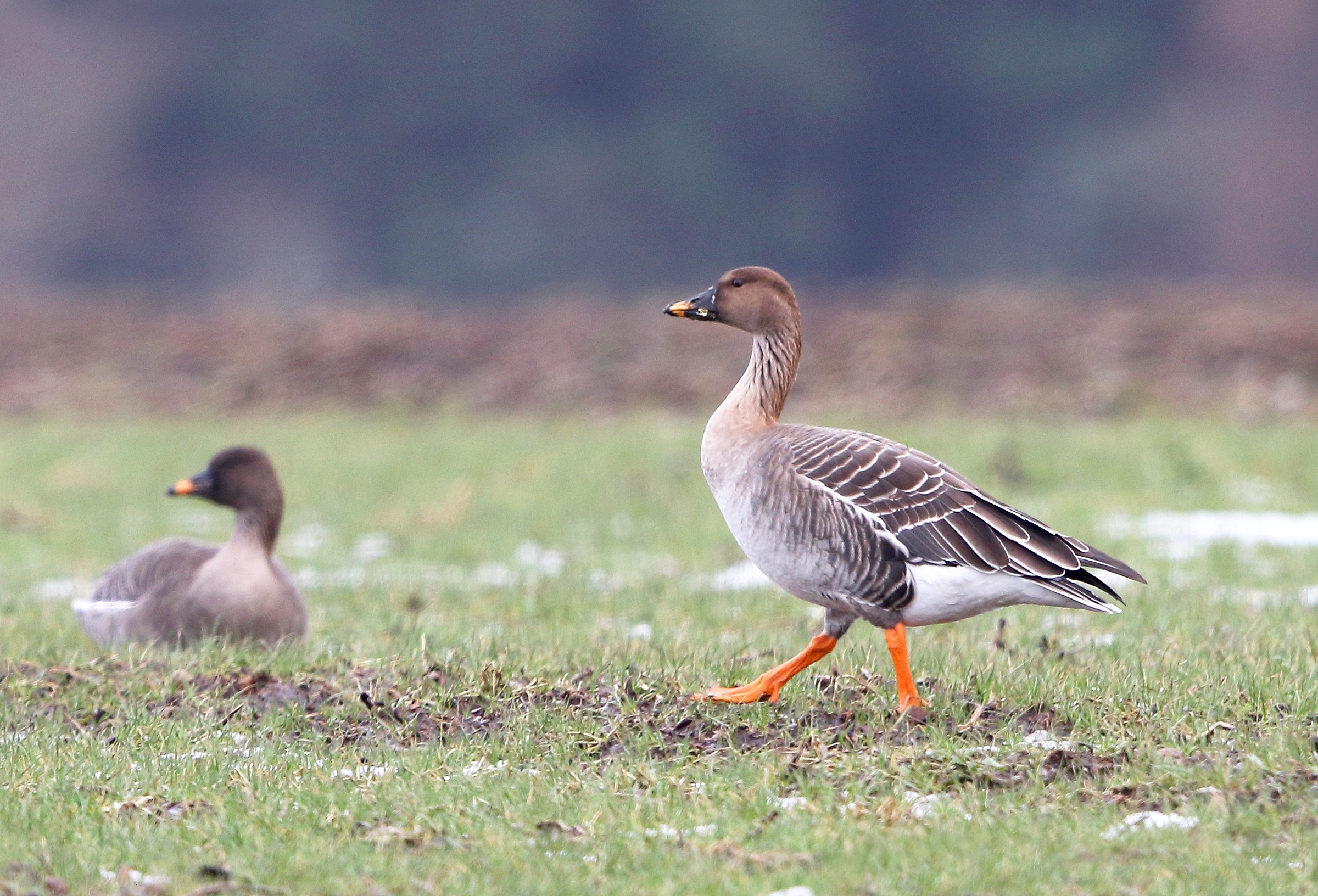Taiga Bean Goose | Natural Atlas