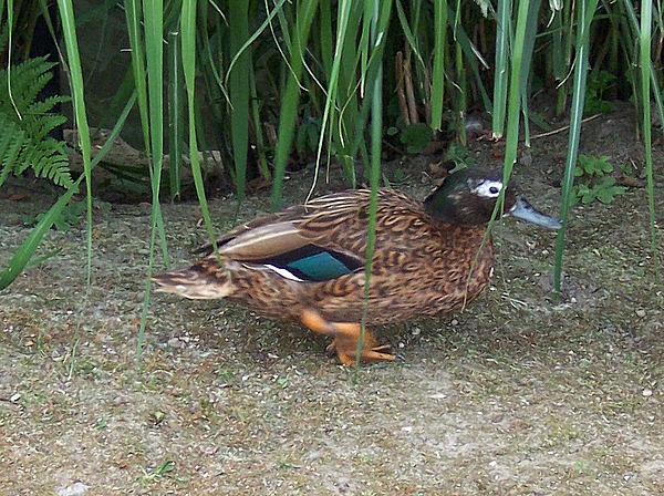 Laysan Duck | Natural Atlas