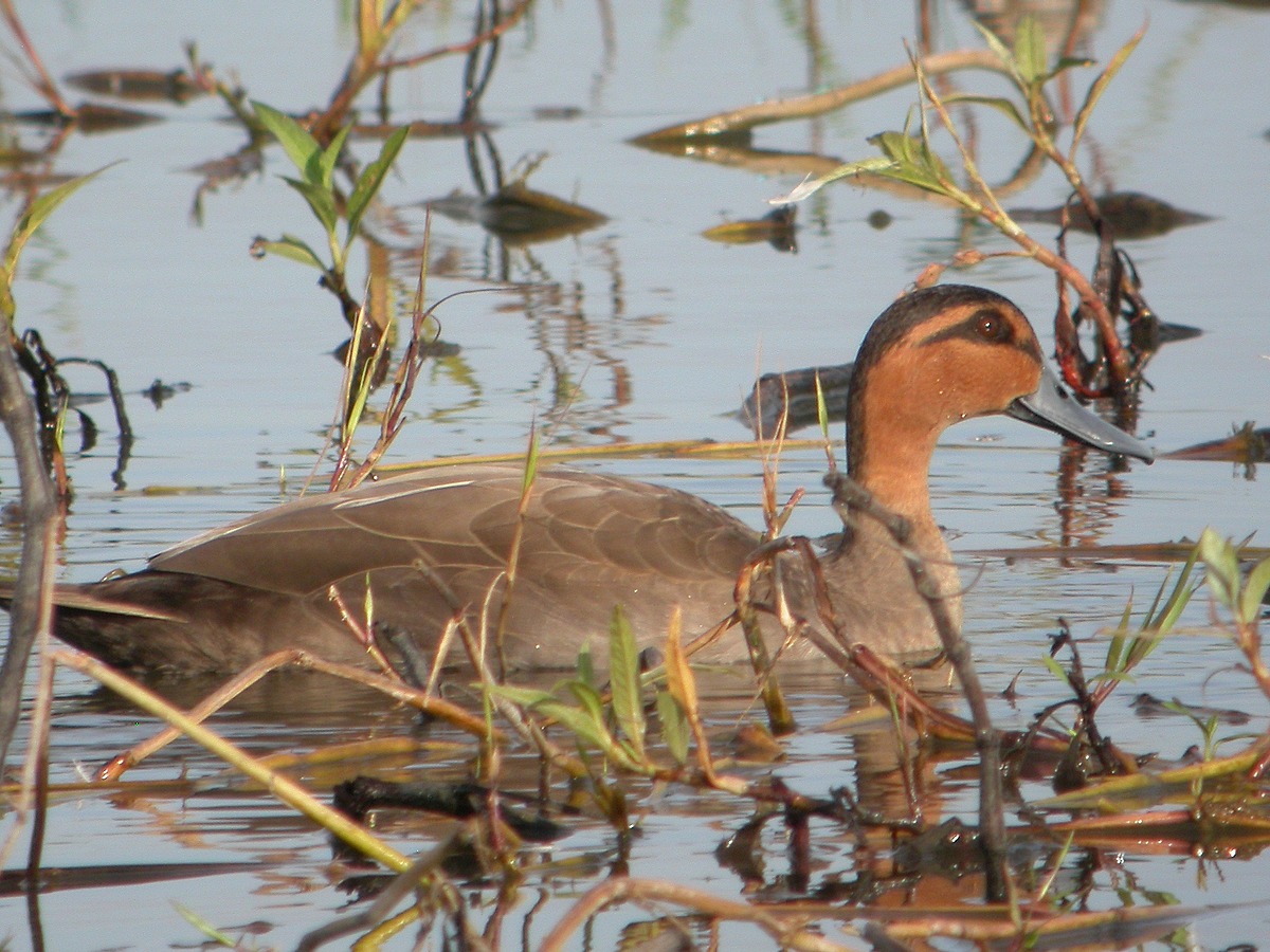 Philippine Duck | Natural Atlas