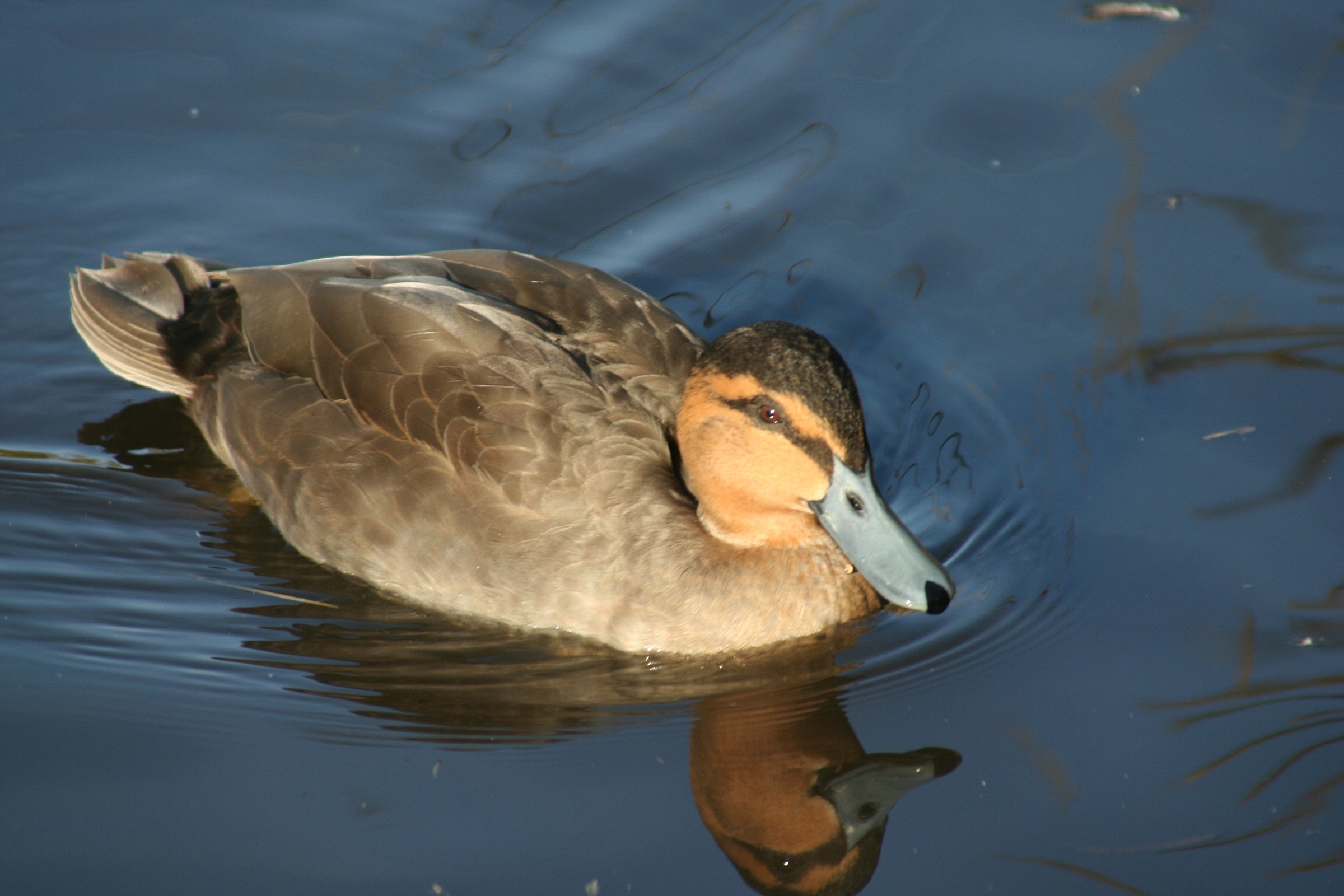 Philippine Duck | Natural Atlas