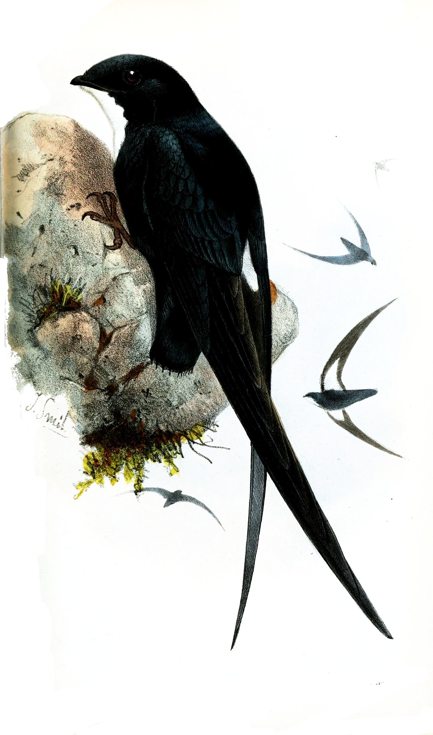 Philippine Spine-Tailed Swift | Natural Atlas