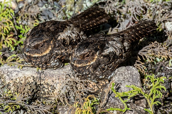 Satanic Nightjar | Natural Atlas