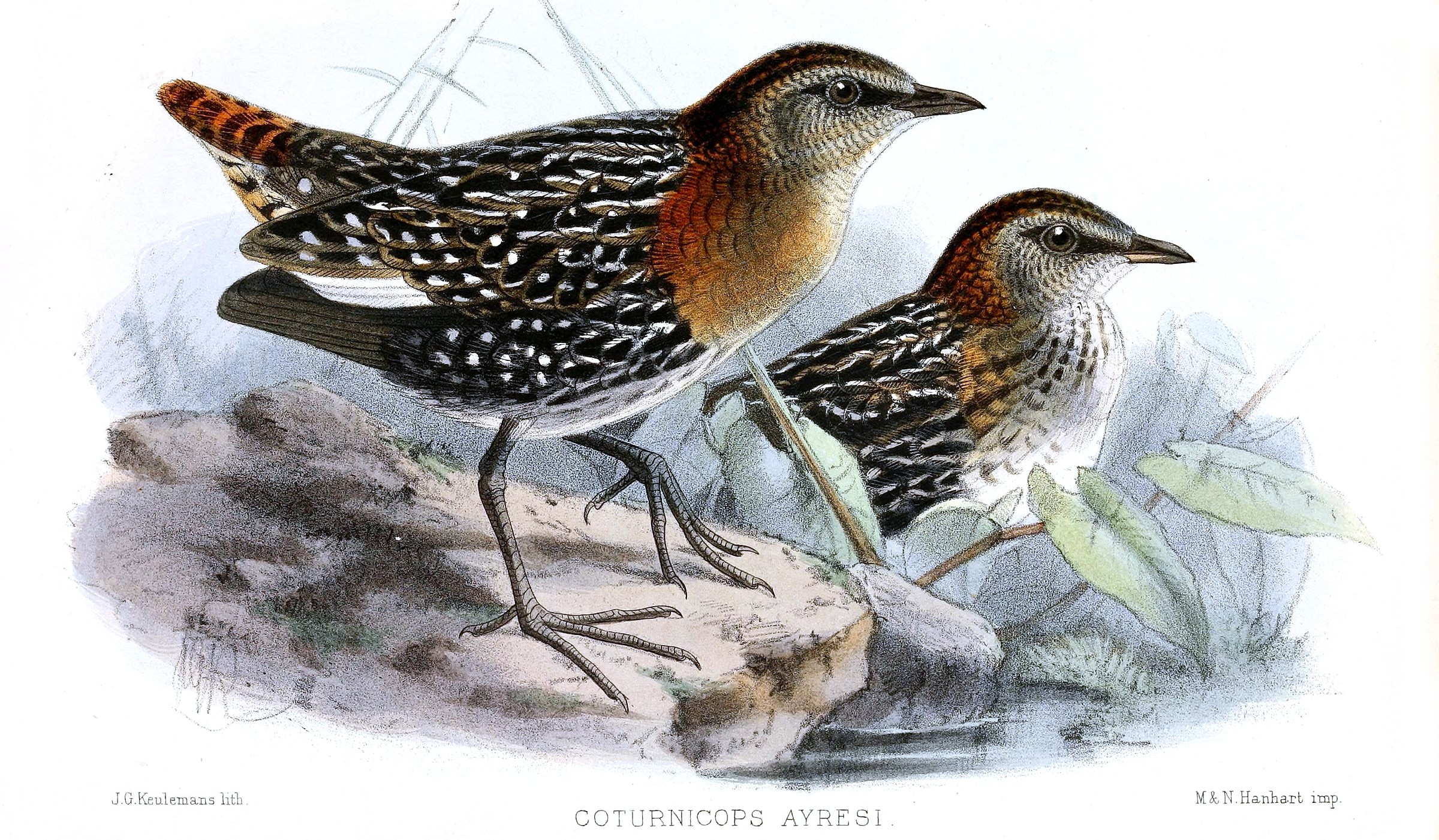 White-Winged Flufftail | Natural Atlas