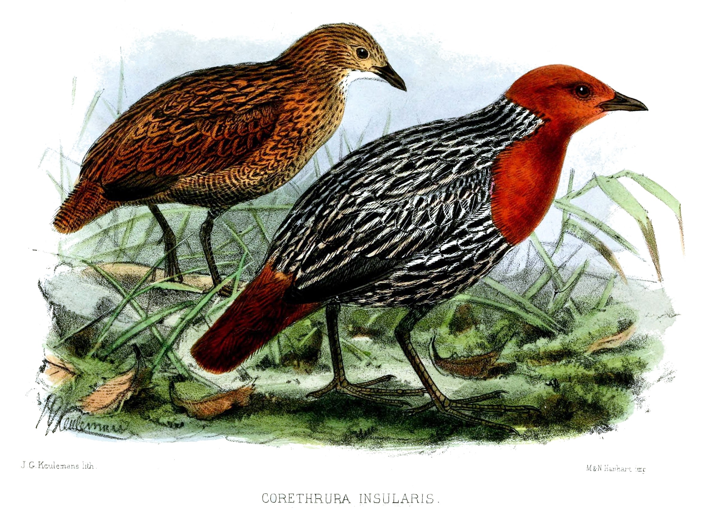 Madagascan Flufftail | Natural Atlas