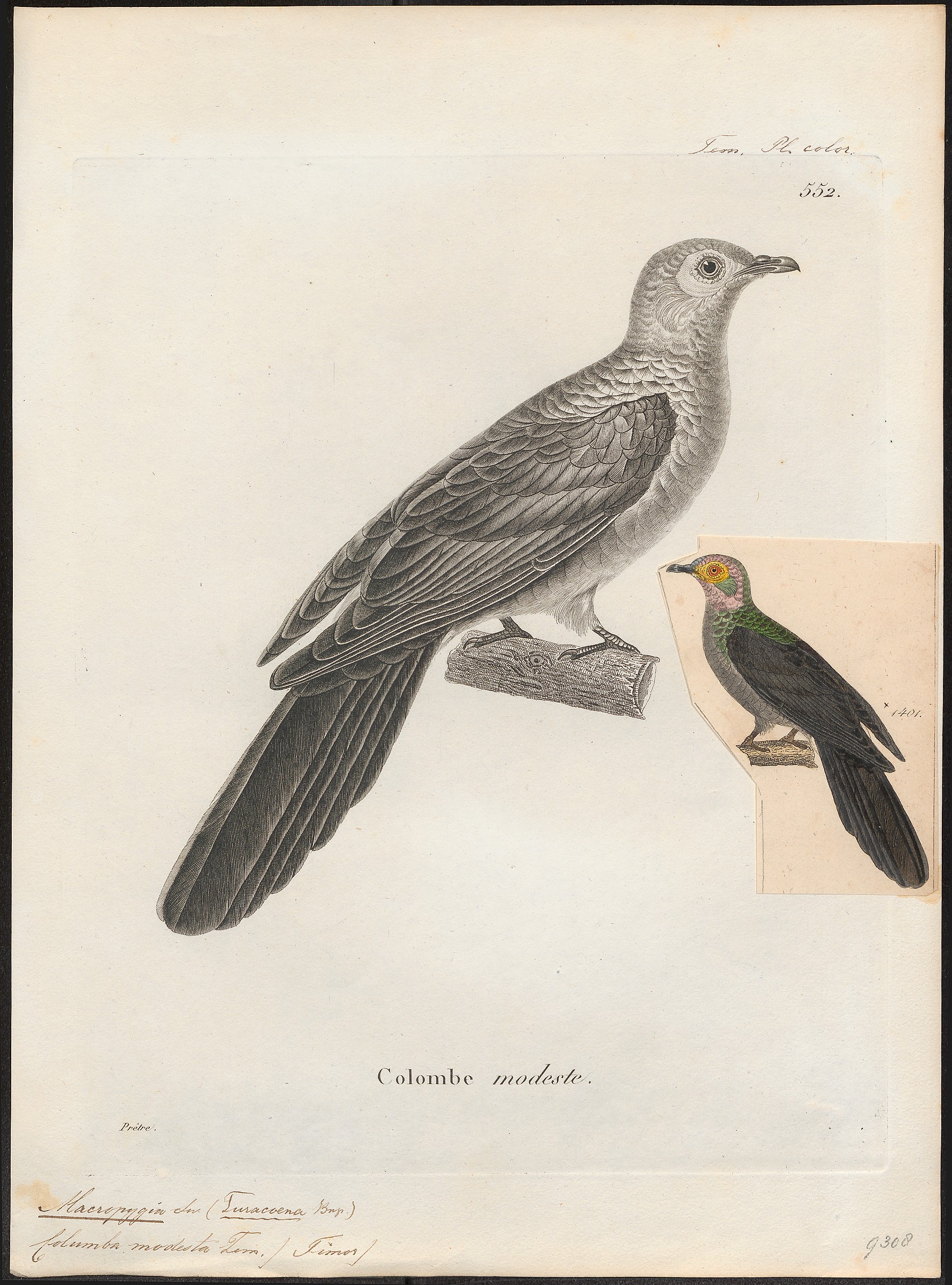 Black Cuckoo-Dove | Natural Atlas