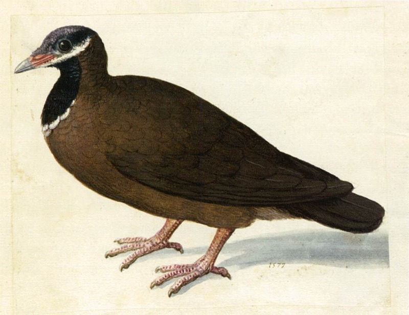 Blue-Headed Quail-Dove | Natural Atlas