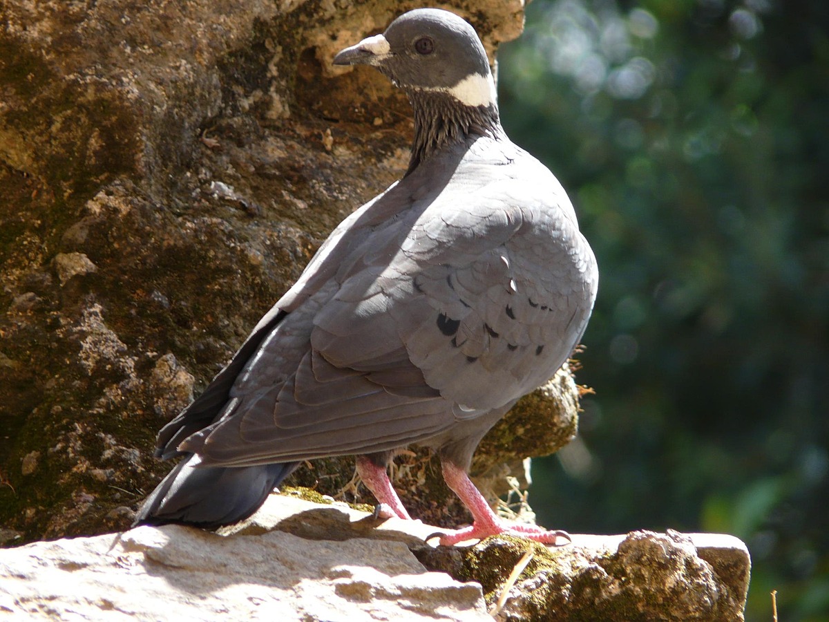 White-Collared Pigeon | Natural Atlas
