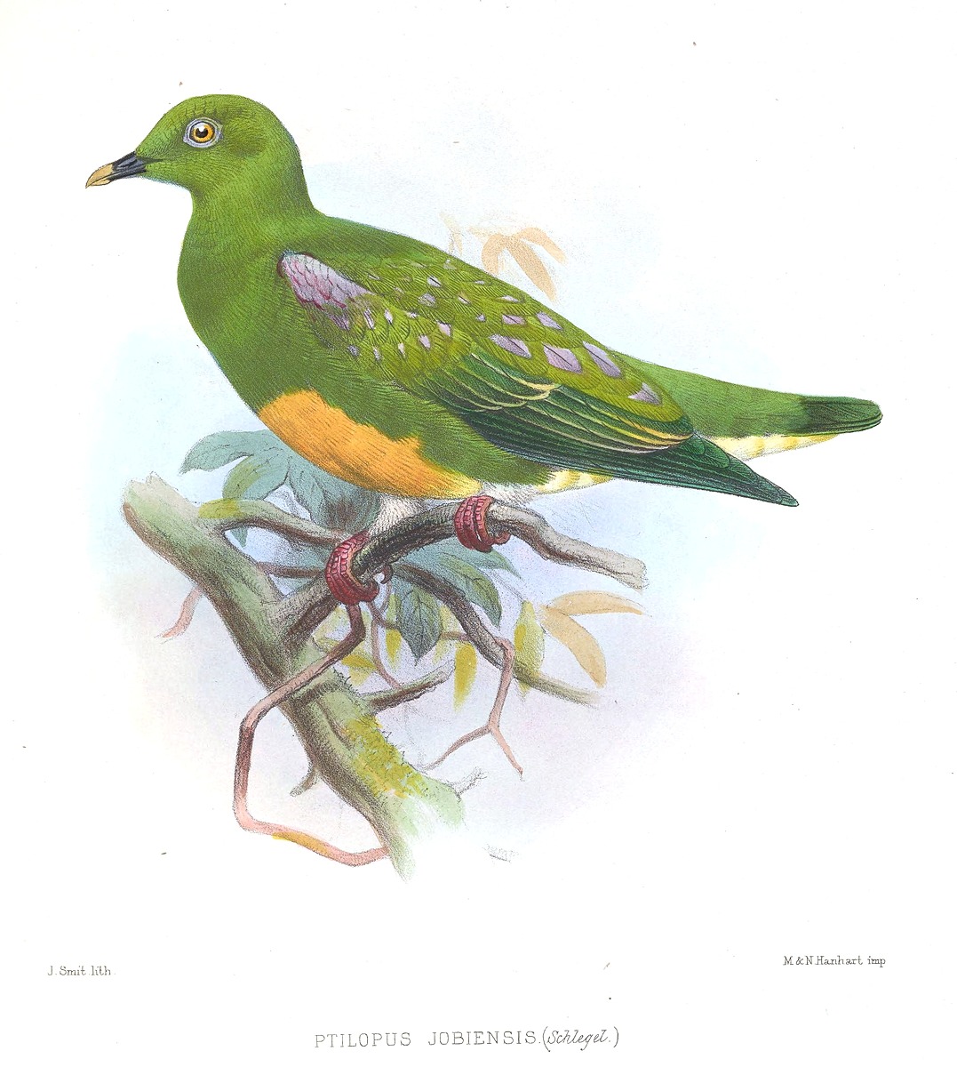 Orange-Bellied Fruit Dove | Natural Atlas