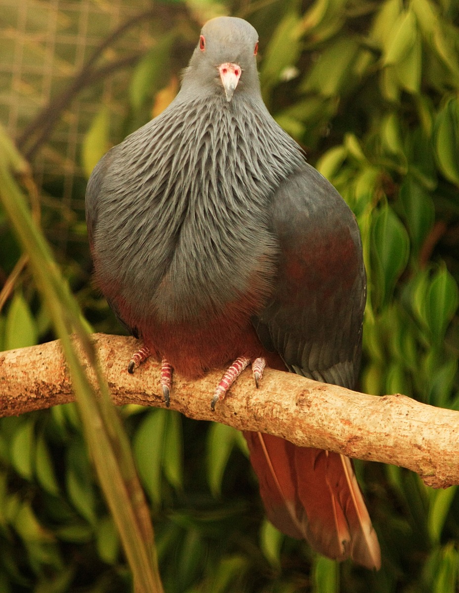 Goliath Imperial Pigeon | Natural Atlas