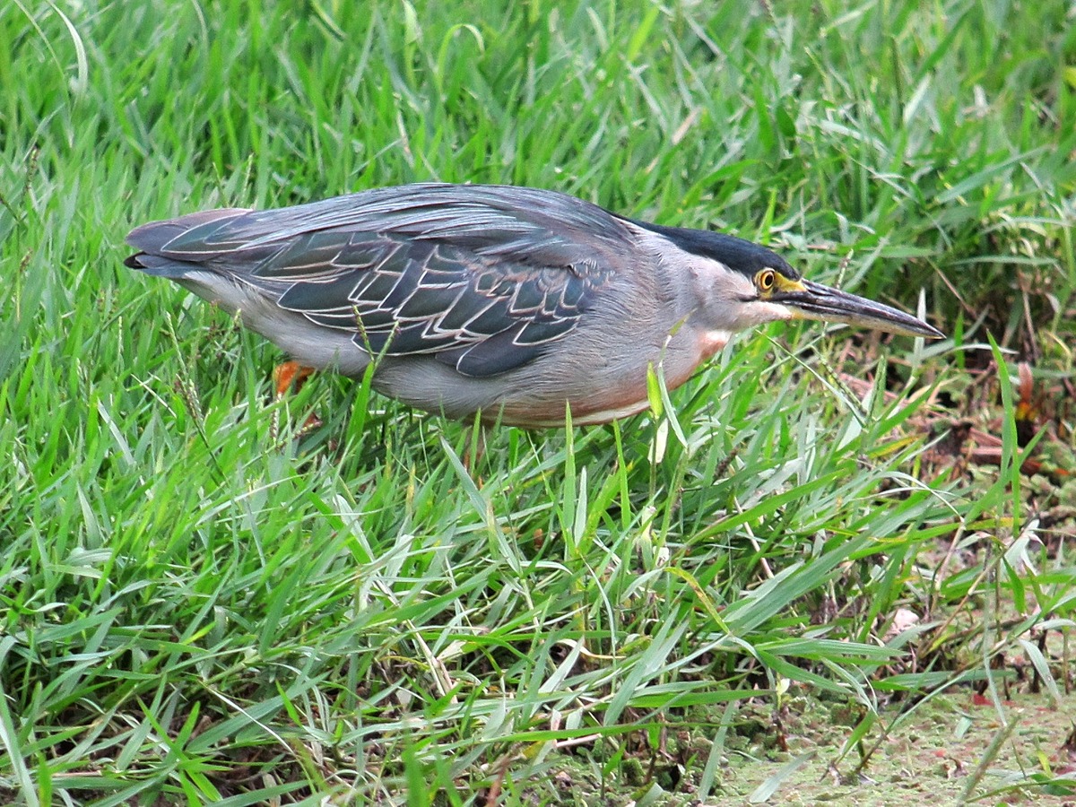 Striated Heron | Natural Atlas