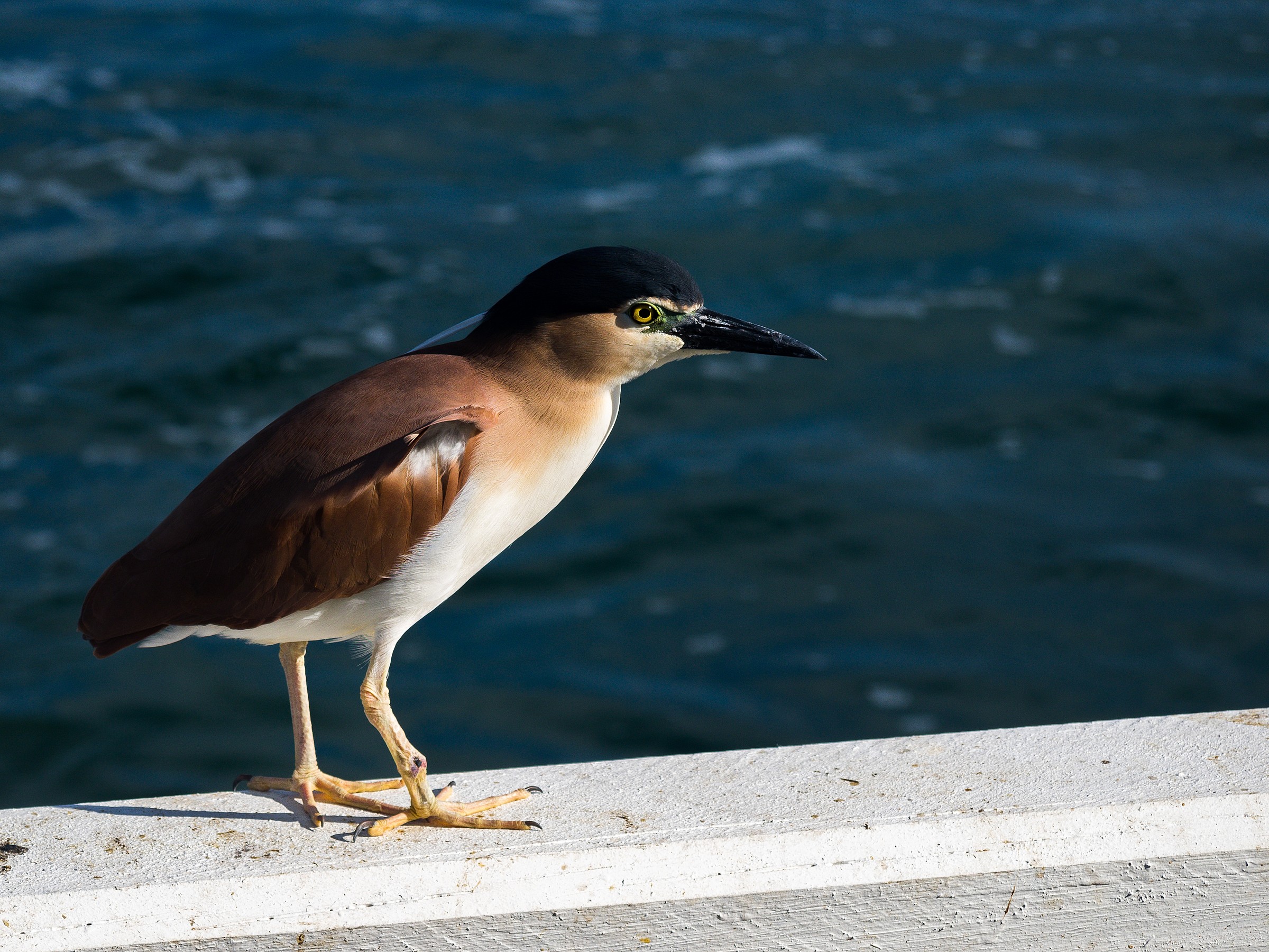 Nycticorax | Natural Atlas