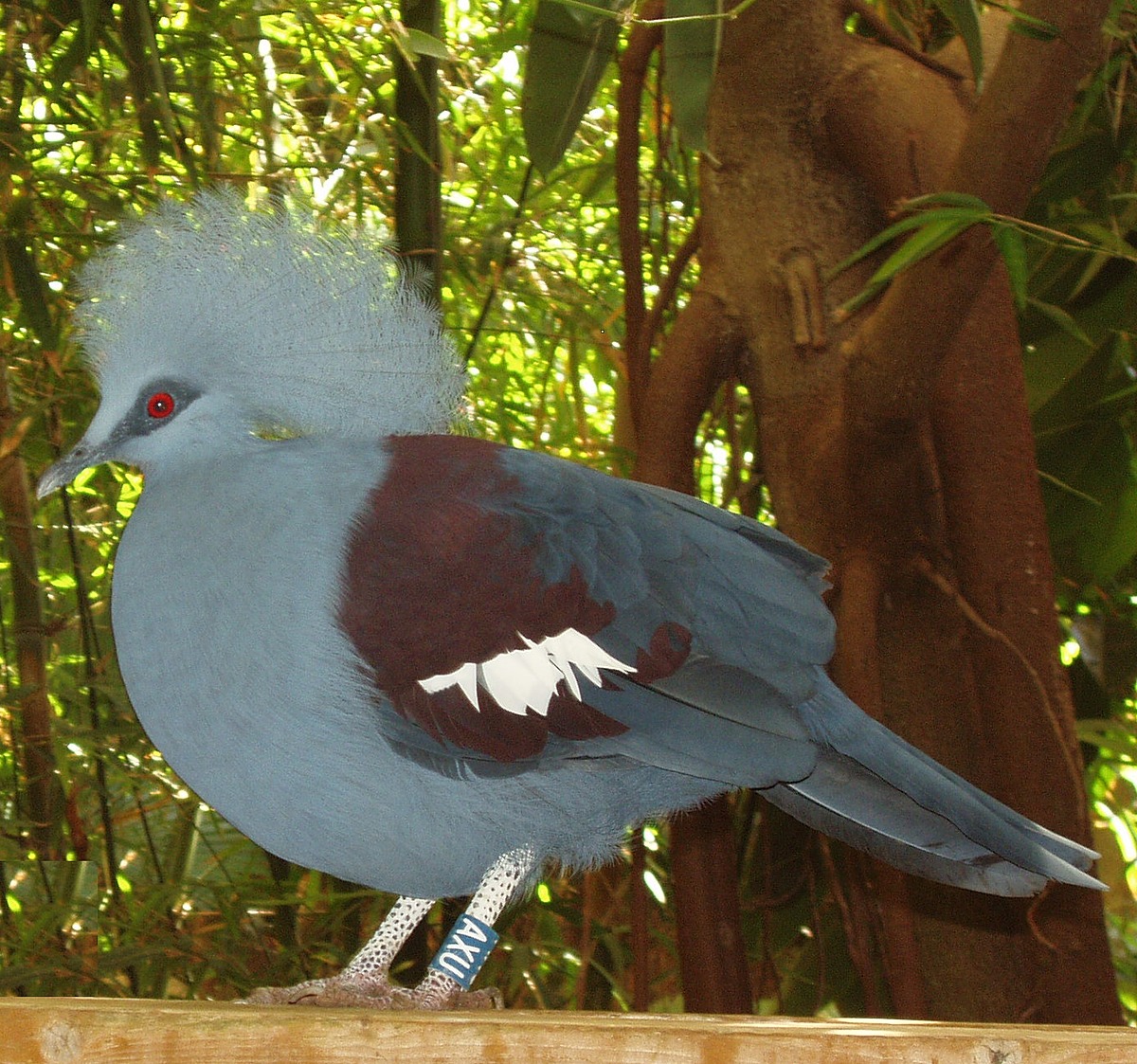 Western Crowned Pigeon | Natural Atlas