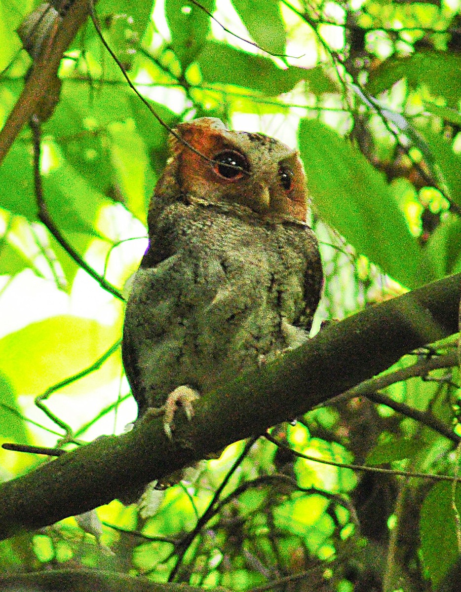 Negros Scops Owl | Natural Atlas