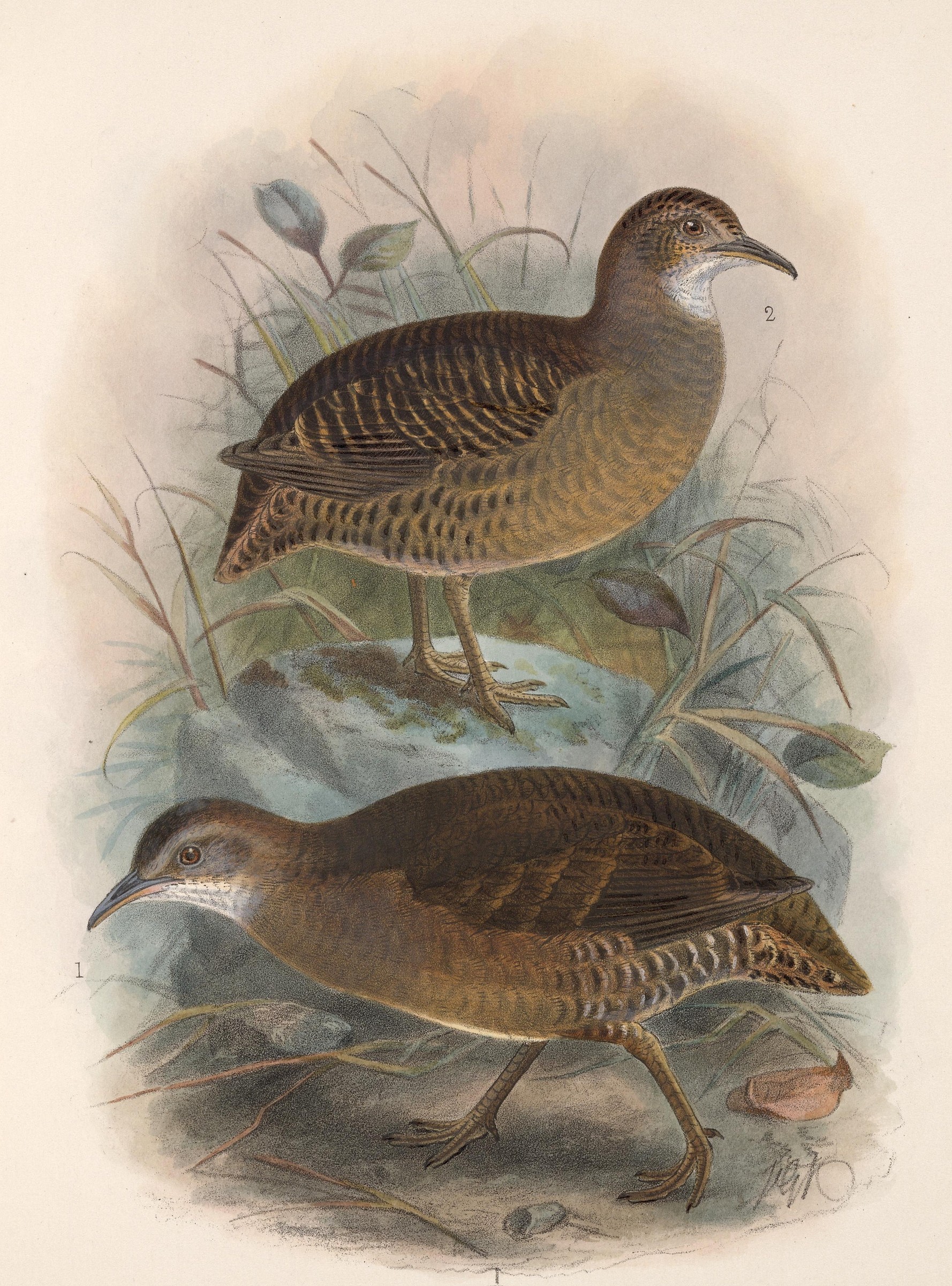 Thicket Tinamou | Natural Atlas