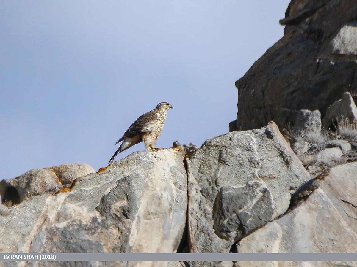 Northern Goshawk | Natural Atlas