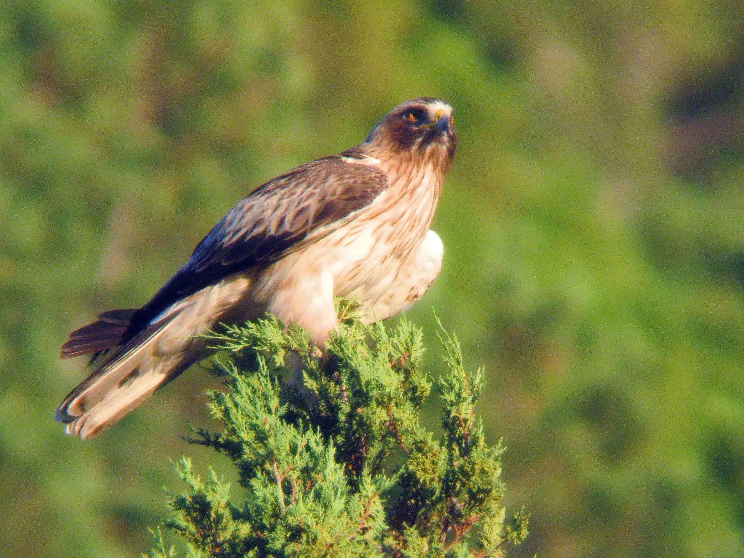 Booted Eagle | Natural Atlas