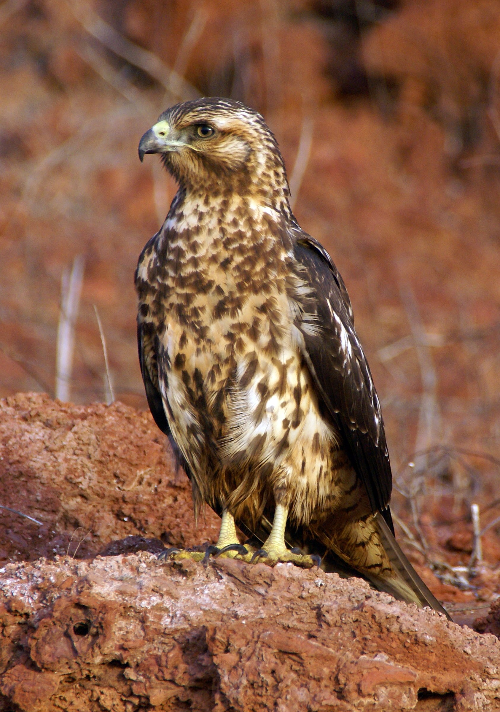 Galapagos Hawk | Natural Atlas
