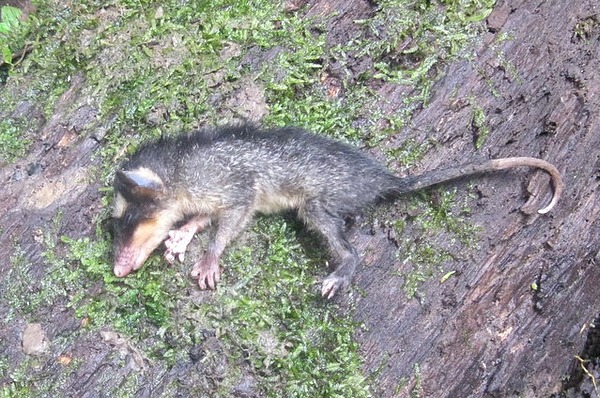 Gray and Black Four-Eyed Opossum | Natural Atlas