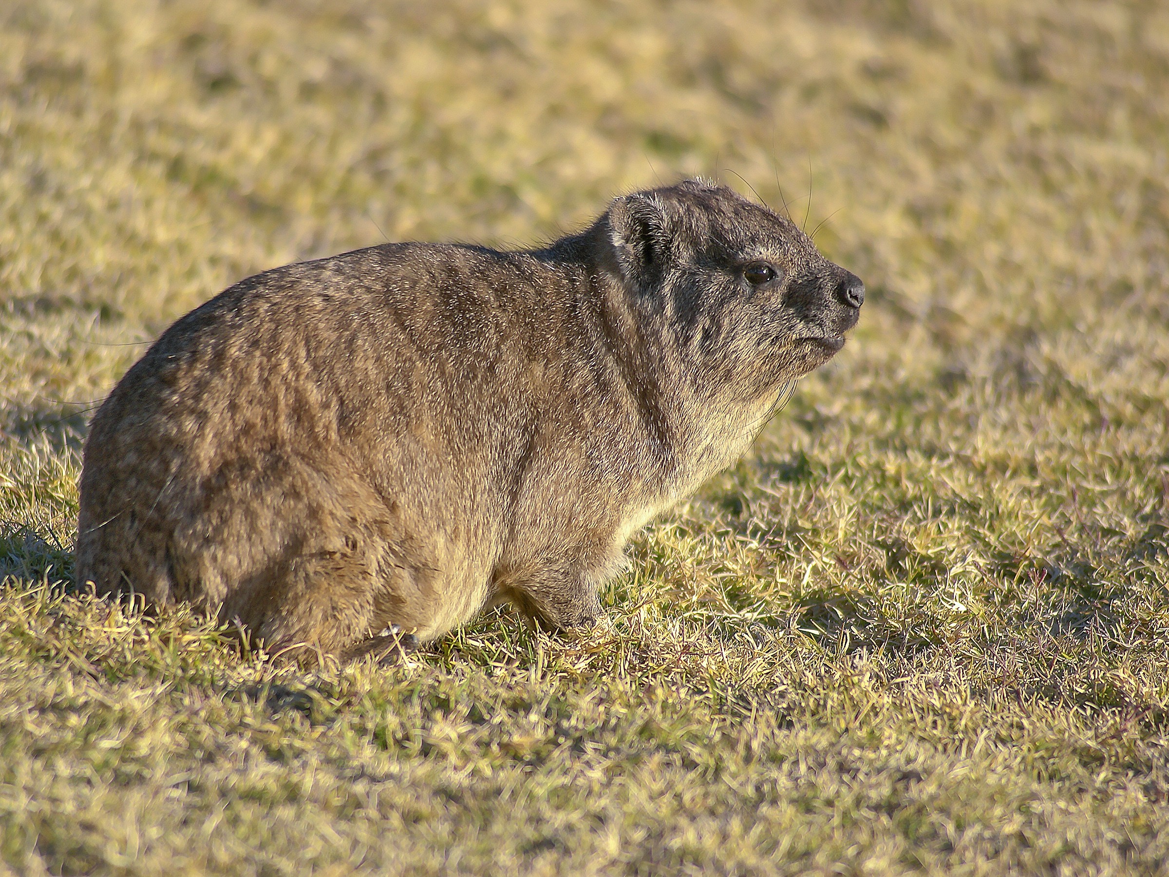 Hyraxes | Natural Atlas