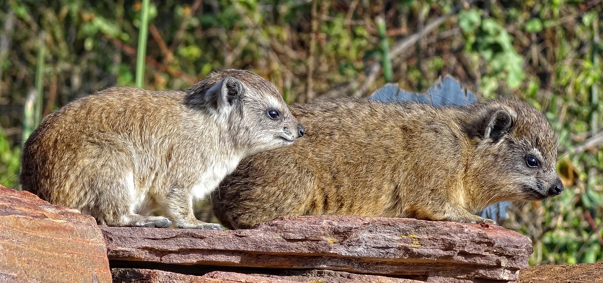 Hyraxes | Natural Atlas