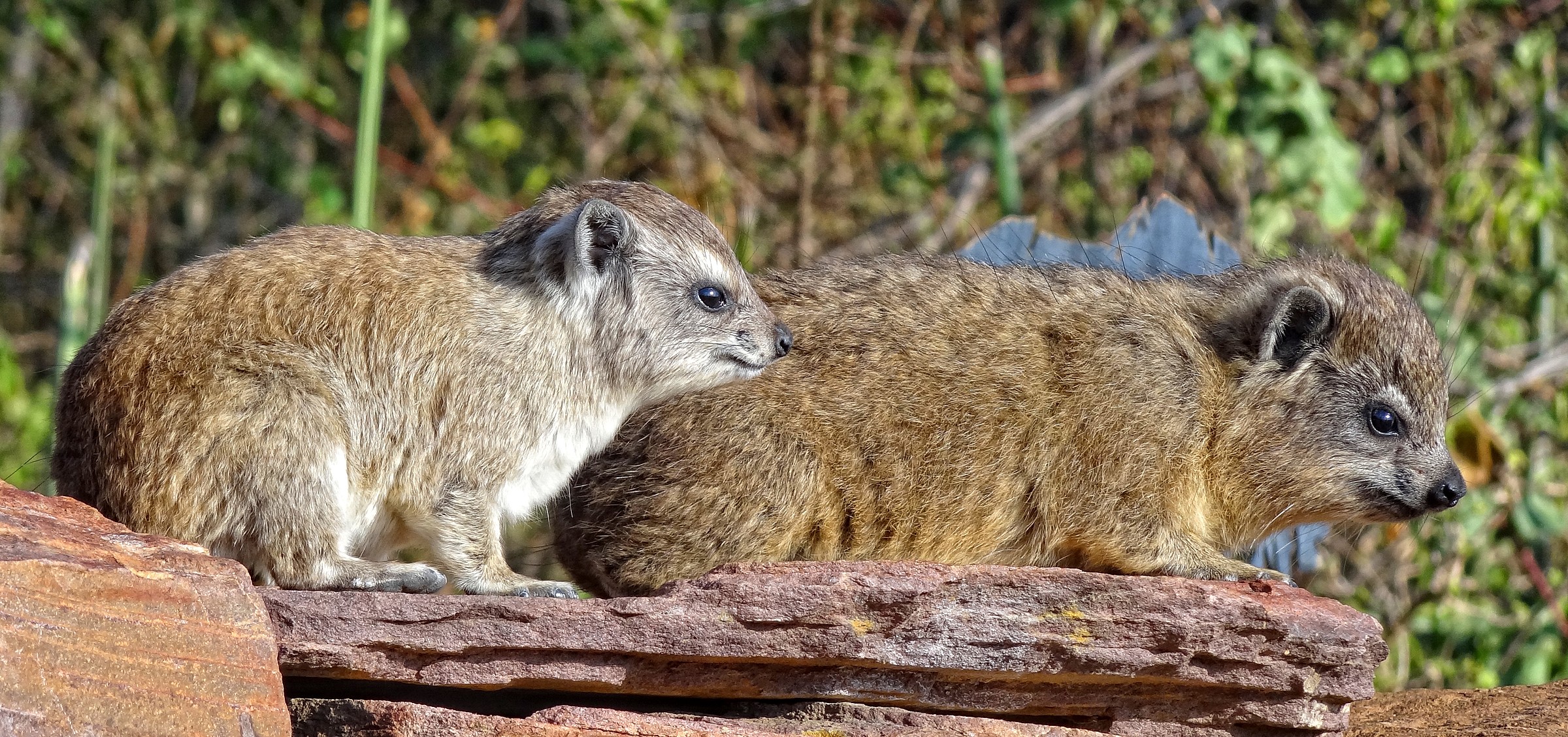 Hyraxes | Natural Atlas