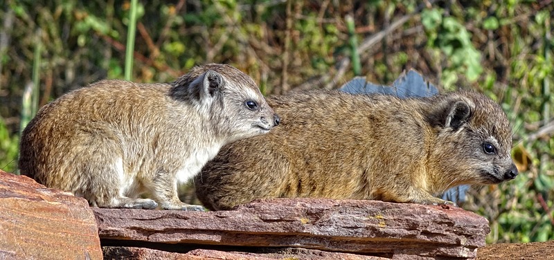 Hyraxes | Natural Atlas