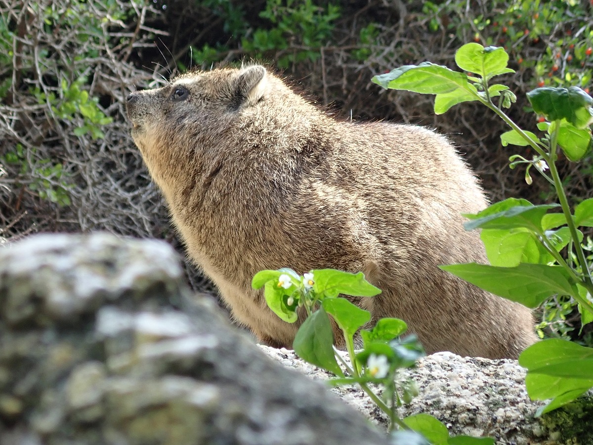 Hyraxes | Natural Atlas