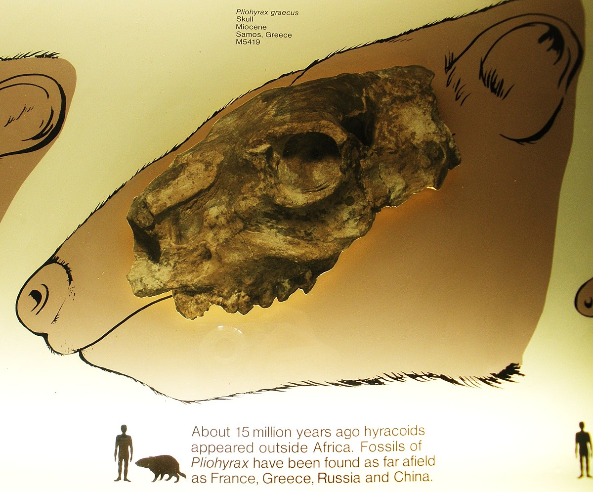 Hyraxes | Natural Atlas