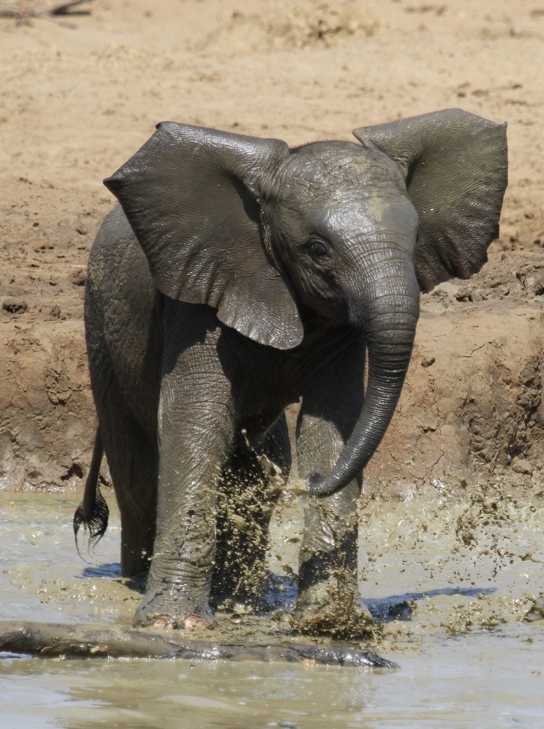 African Bush Elephant | Natural Atlas