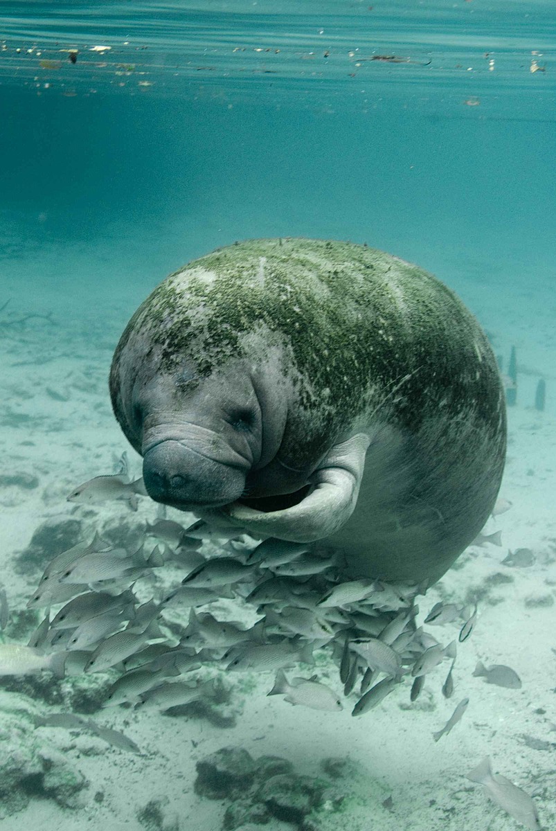 Sea Cows | Natural Atlas