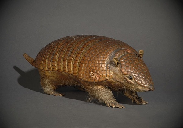 Seven-Banded Armadillo | Natural Atlas