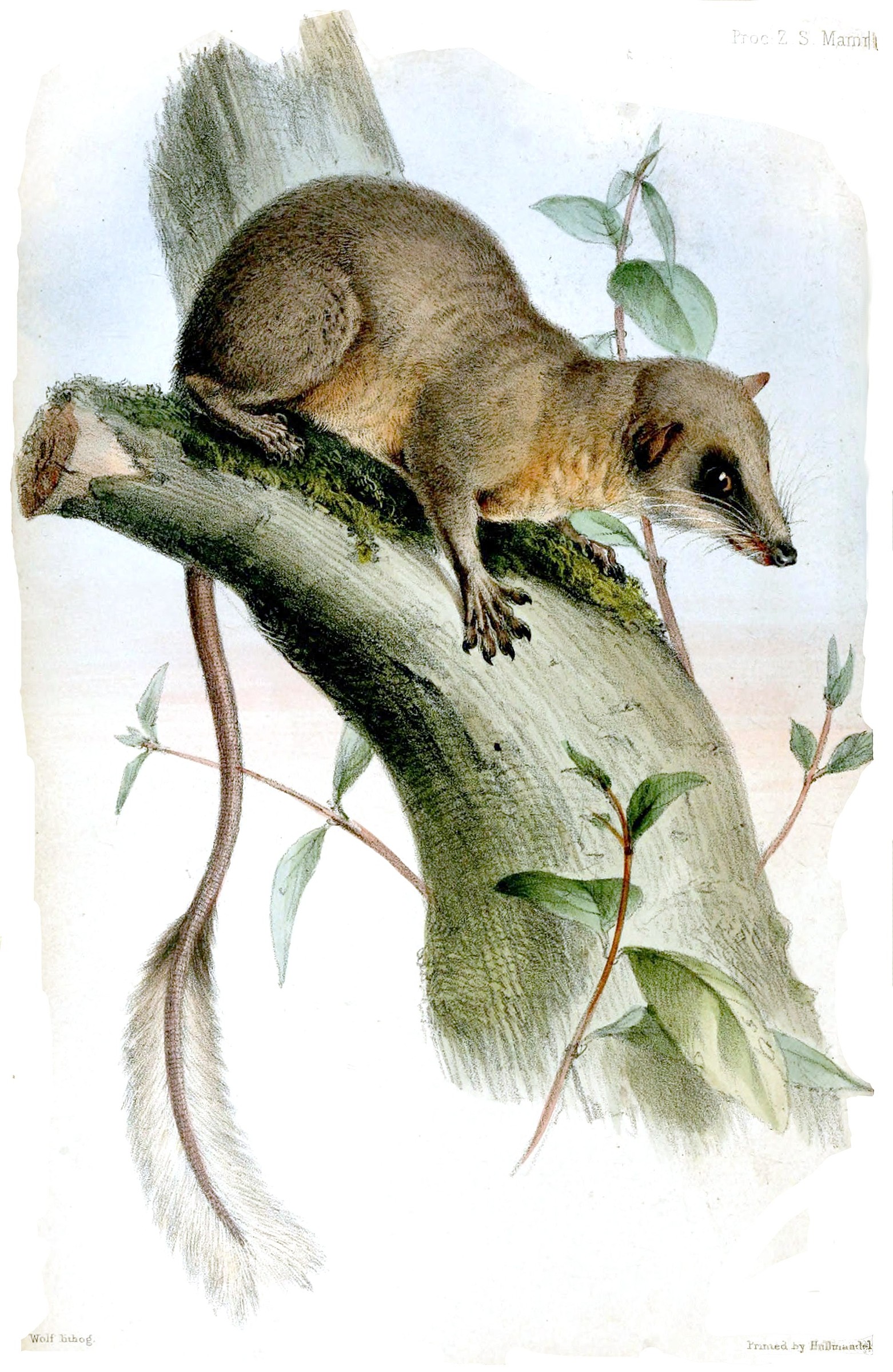 Treeshrews | Natural Atlas