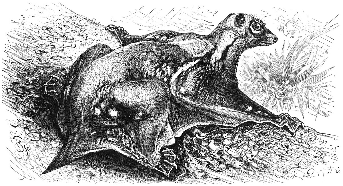 Flying Lemurs | Natural Atlas