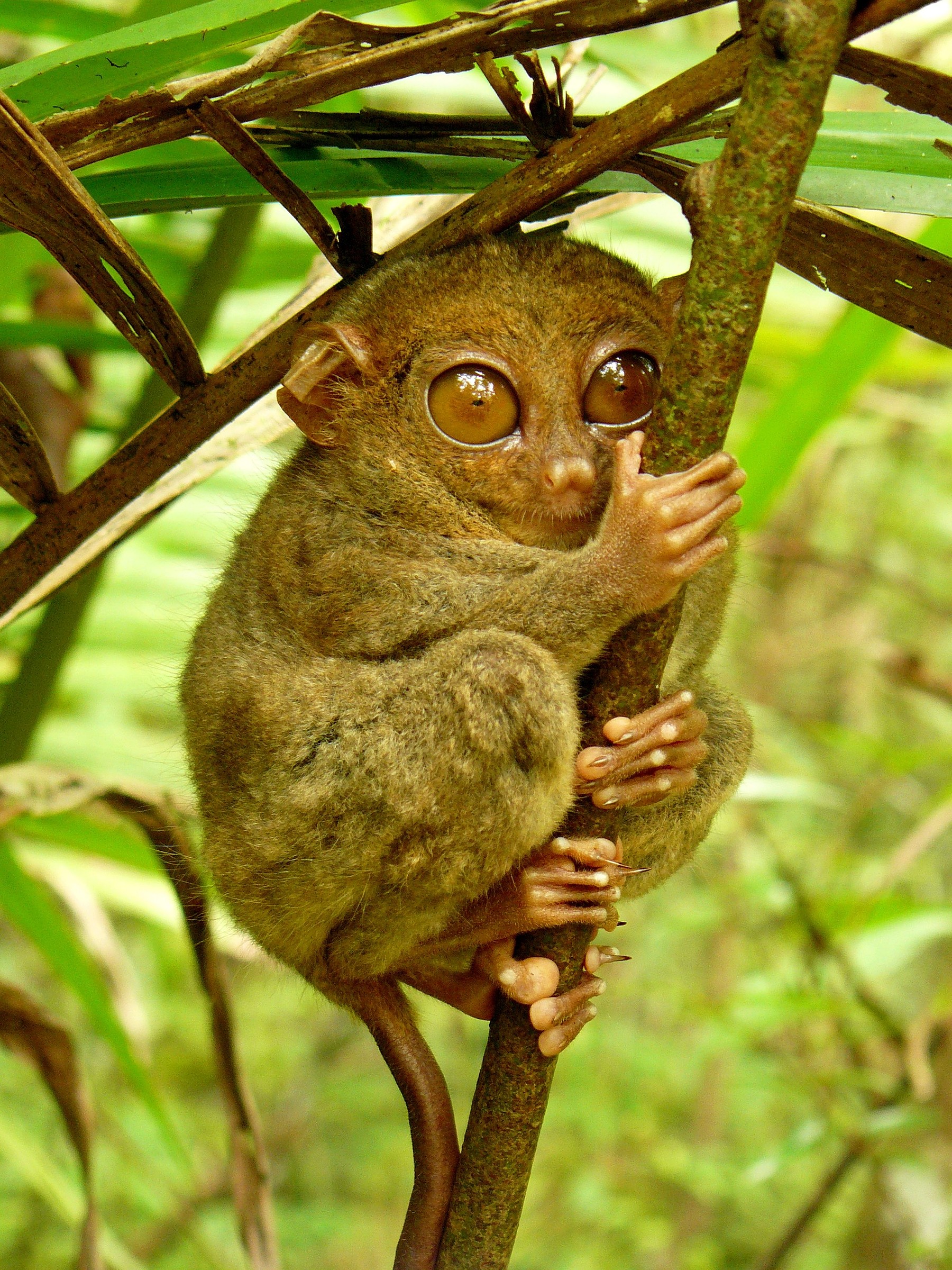 Philippine Tarsier | Natural Atlas