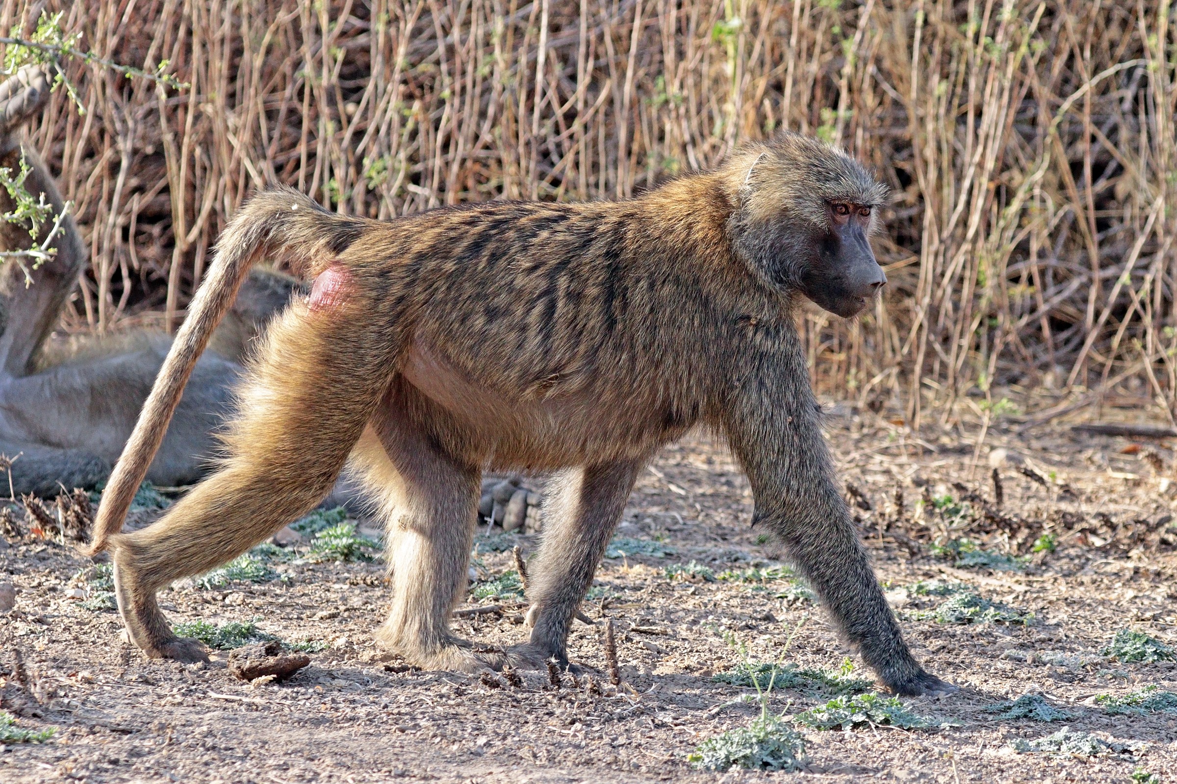Baboons | Natural Atlas