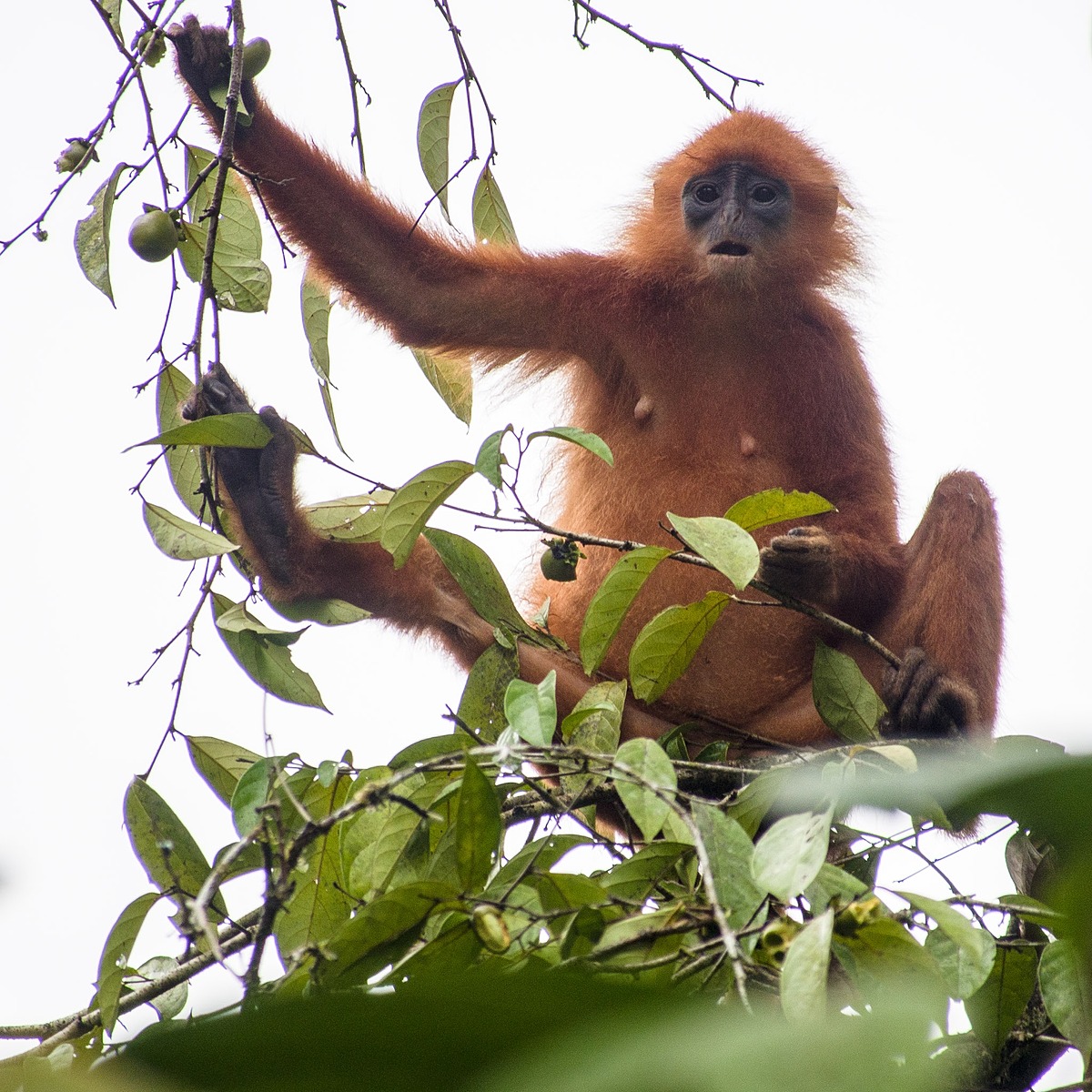 Surilis | Natural Atlas