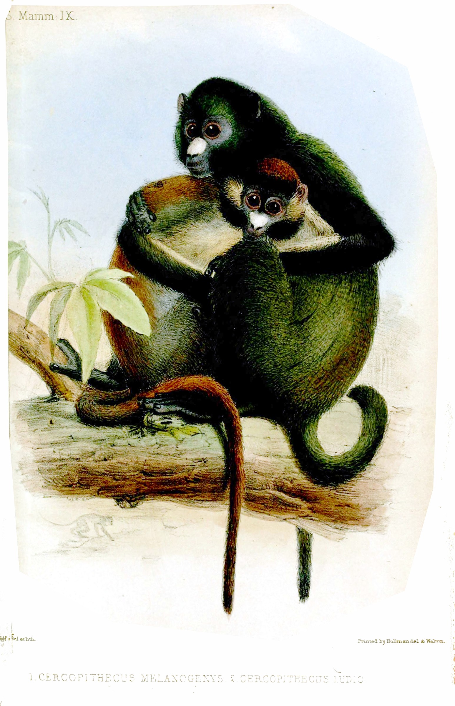 Greater Spot-Nosed Monkey | Natural Atlas