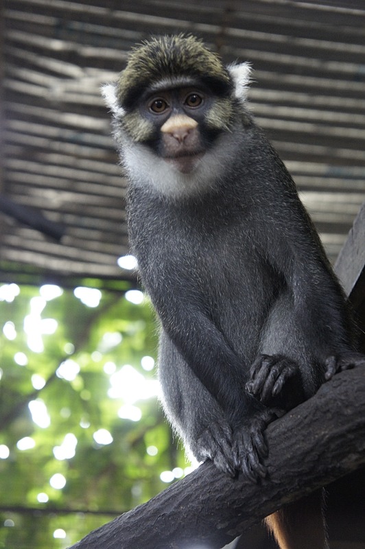 Sclater's Guenon | Natural Atlas